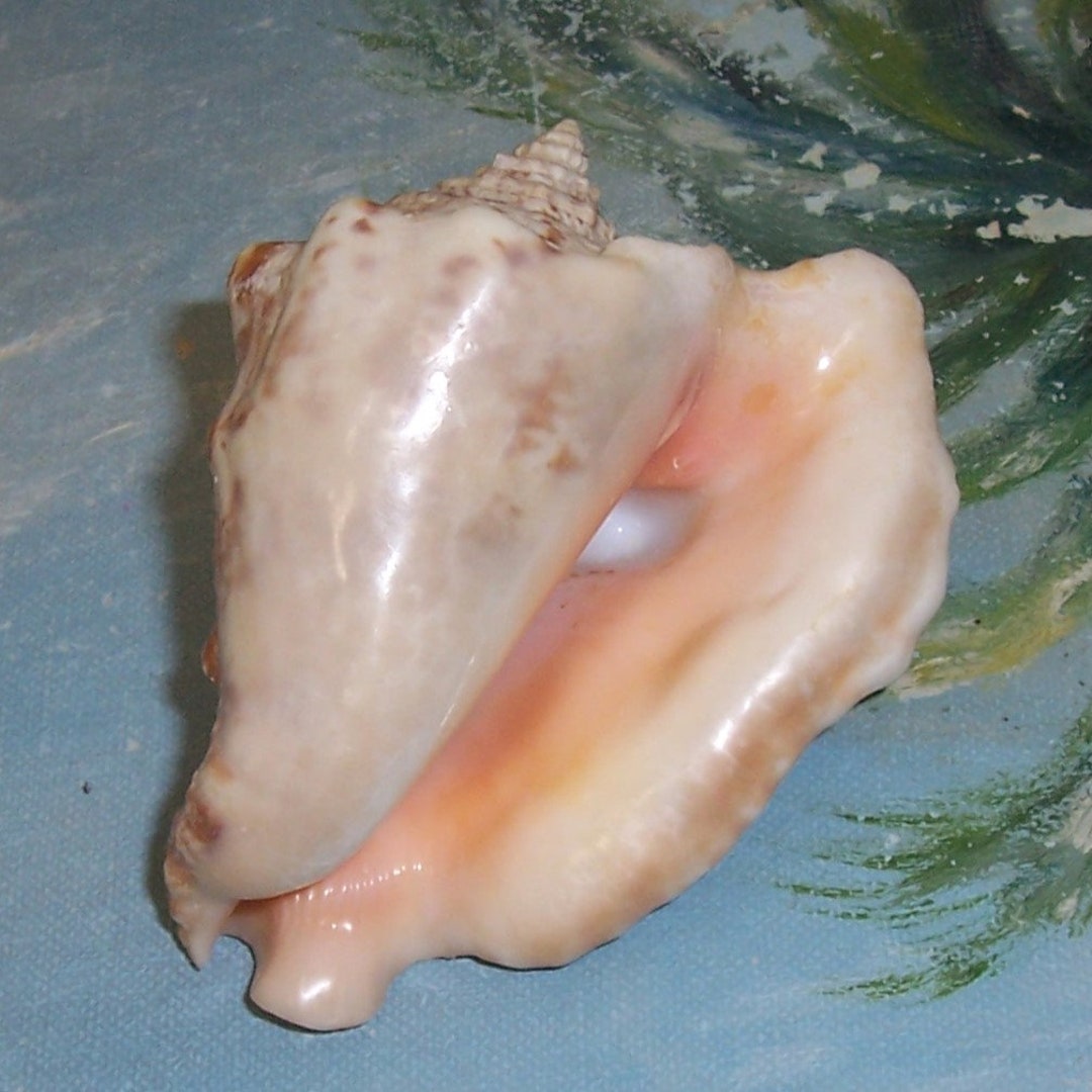 79.5mm Florida Keys Collected HAWK-WING CONCH Shell Shell, Seashell W ...
