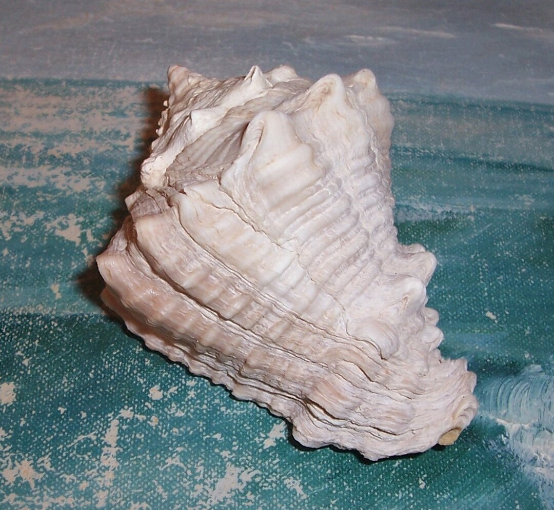 93.3mm FLORIDA Keys BEACH Collected Caribbean Vase Shell - Etsy