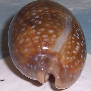 81.5mm Mexico Collected Cypraea Macrocypraea Cervinetta LITTLE Deer ...