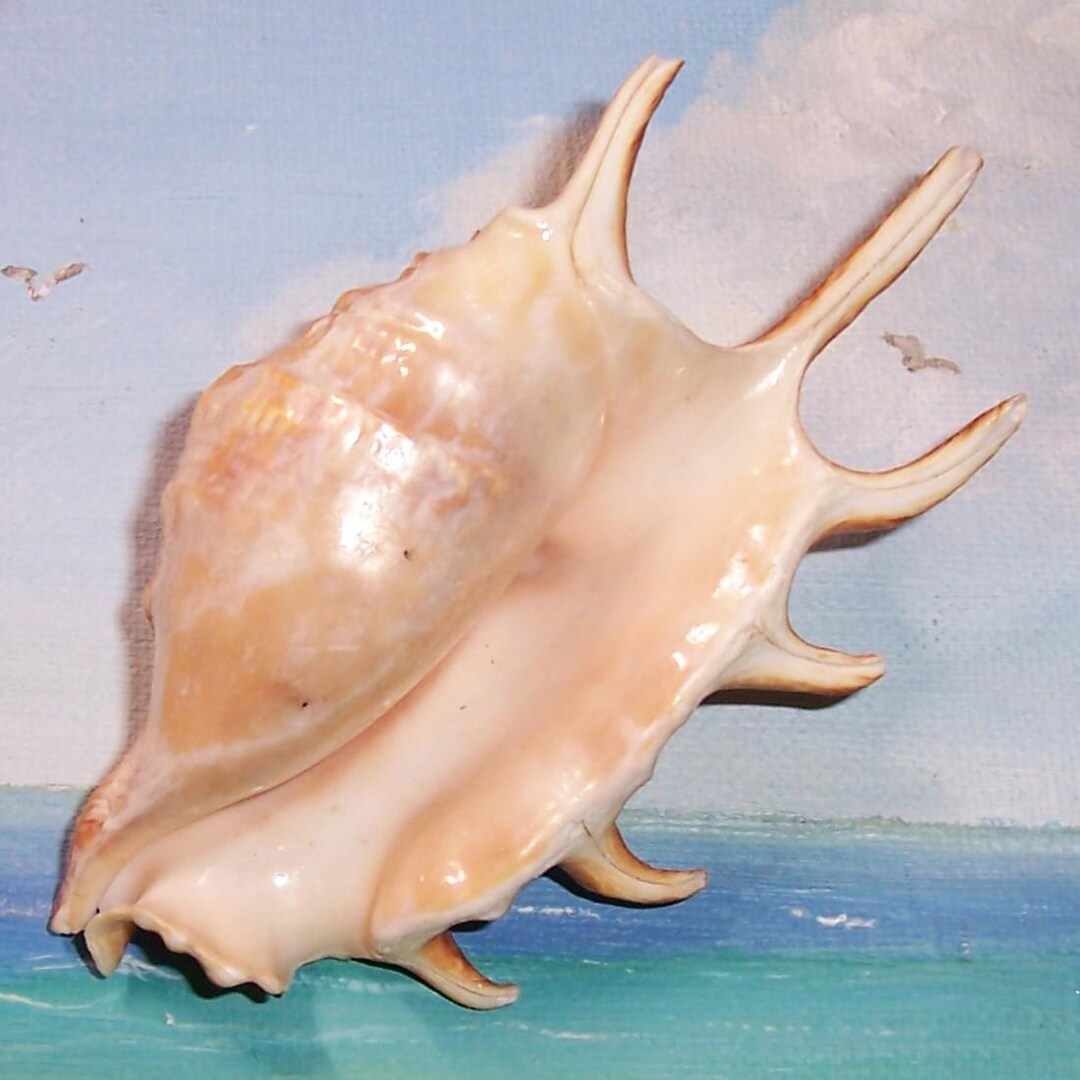 108.0 mm Strombus Lambis Lambis glatte / gemeinsame SPIDER CONCH Shell ...