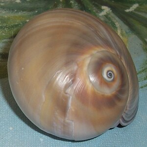 61.3mm Florida Gulf BEACH Collected Neverita Delessertiana Moon SNAIL ...