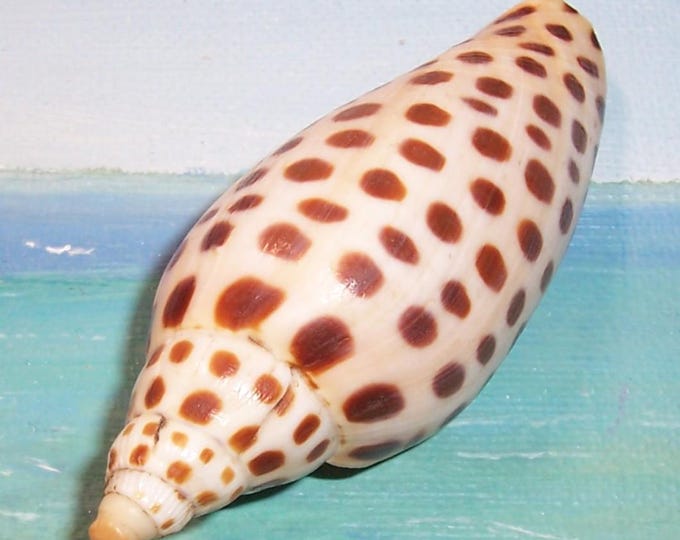 118.5mm Voluta Cymbiola Nobilis NOBLE VOLUTE Seashell W/ Excellent ...