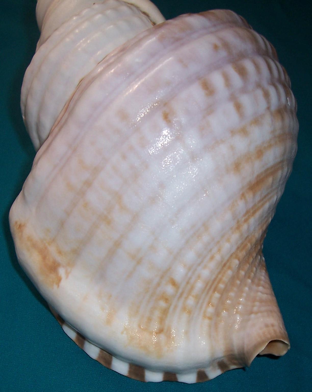 279.4mm Charonia Variegata Atlantic TRITON'S TRUMPET Shell, Seashell ...