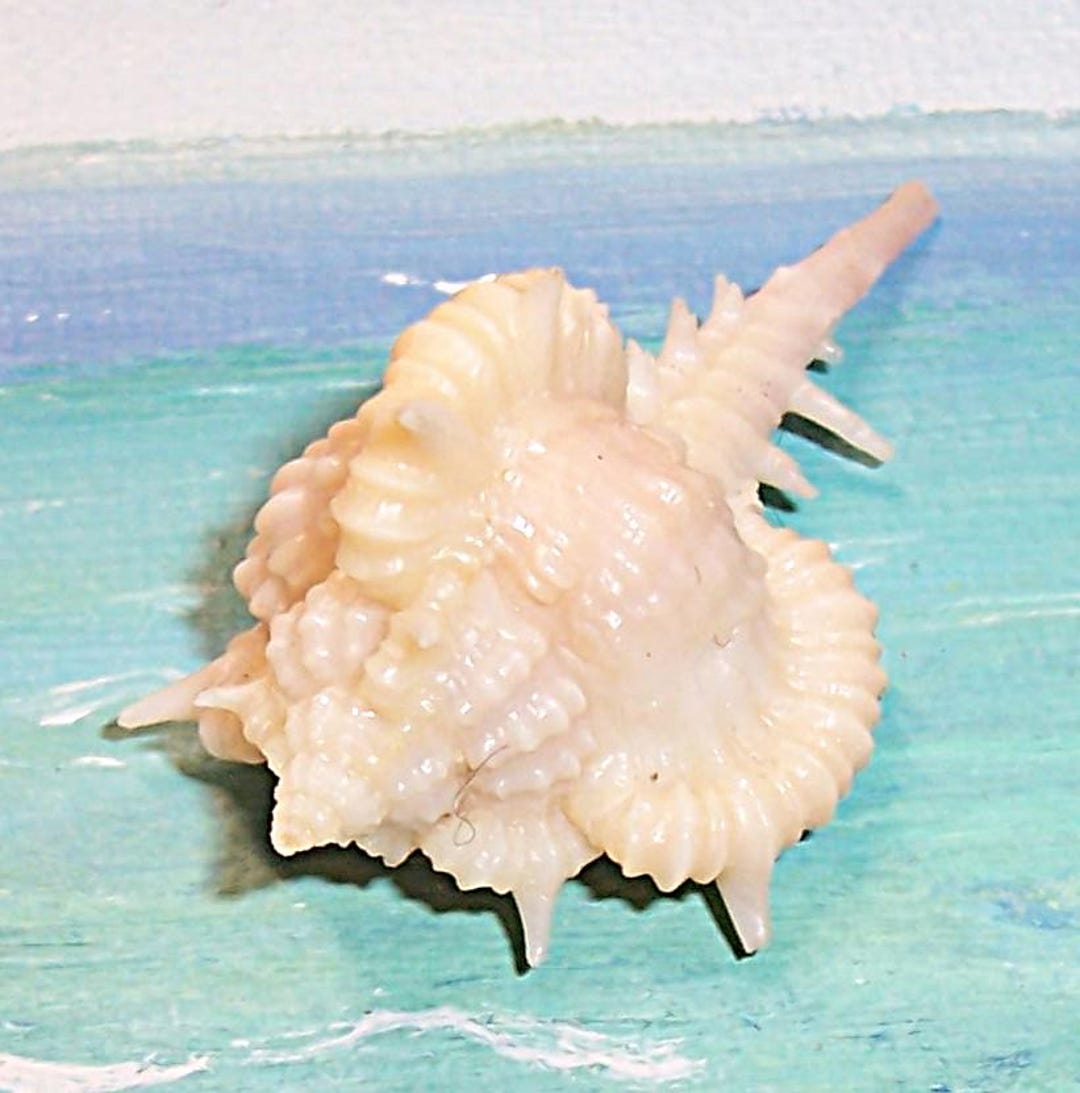 48.0mm FLORIDA Vokesimurex Cabritii CABRITS MUREX Shell, Seashell - Etsy