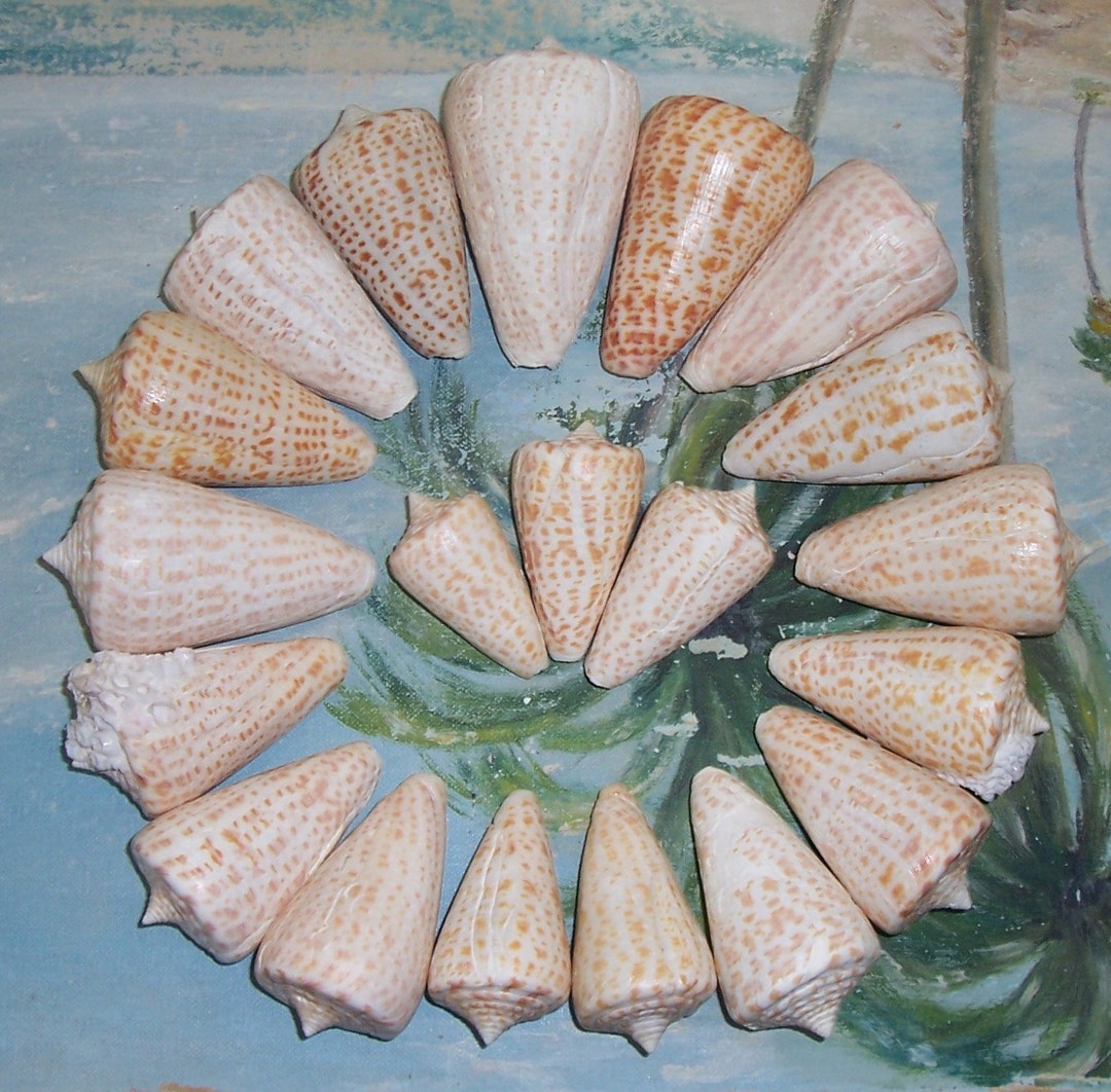Set of 20 Extra-large Sized FLORIDA Beach Found ALPHABET Cone SEASHELL ...