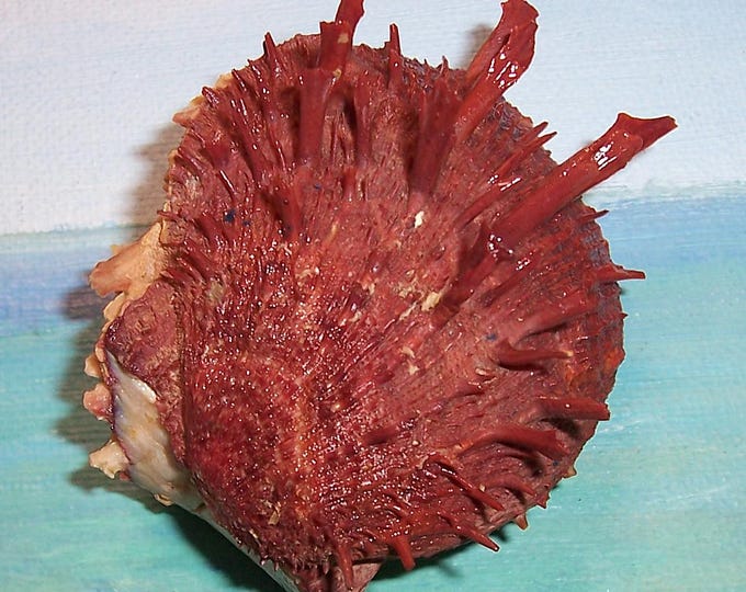 55.0mm Red Matched Bivalve SPONDYLUS Americanus AMERICAN Thorny OYSTER ...