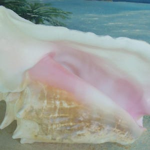 10 Adult FLORIDA Keys Collected Strombus Gigas QUEEN, PINK Conch Shell ...