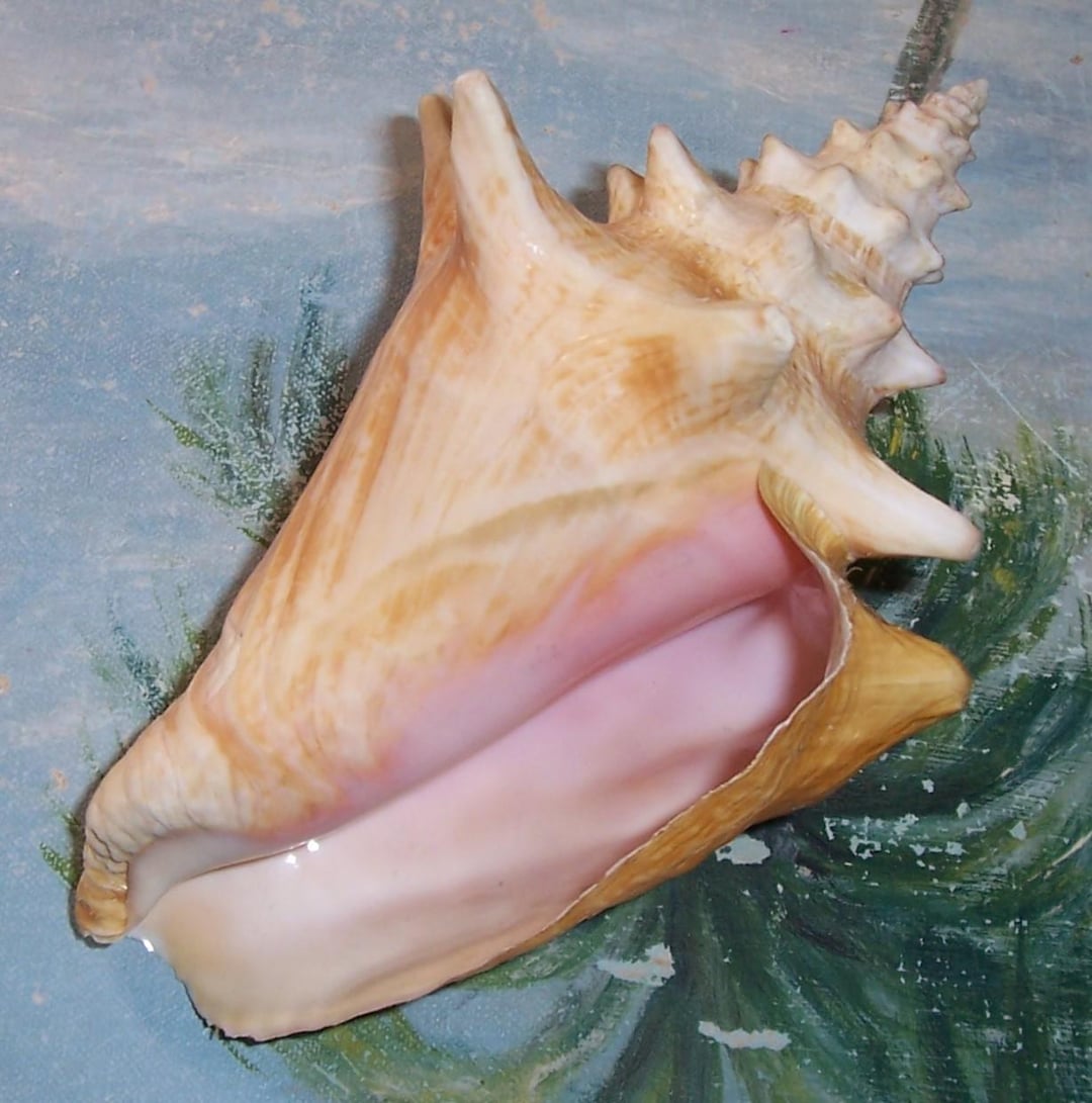 6.20" FLORIDA Keys BEACH Collected Juvenile Roller Queen, Pink Conch ...