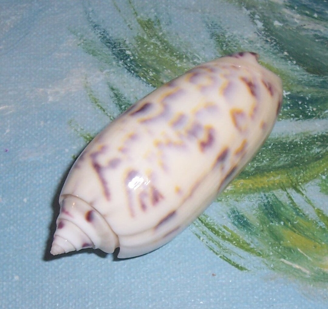 60.8mm Oliva Efasciata Berti ORANGE Mouth OLIVE Seashell, Shell JB - Etsy