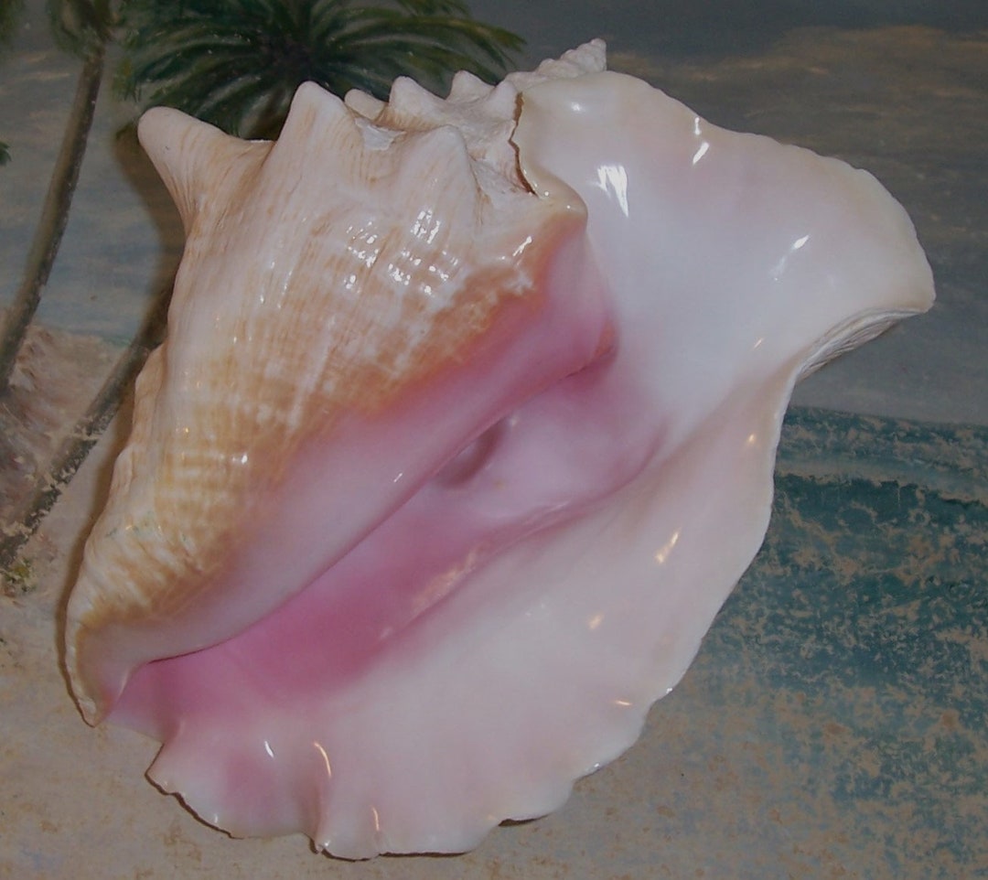 Large 10 1/2 Adult FLORIDA Keys BEACH Collected Strombus Gigas Queen ...