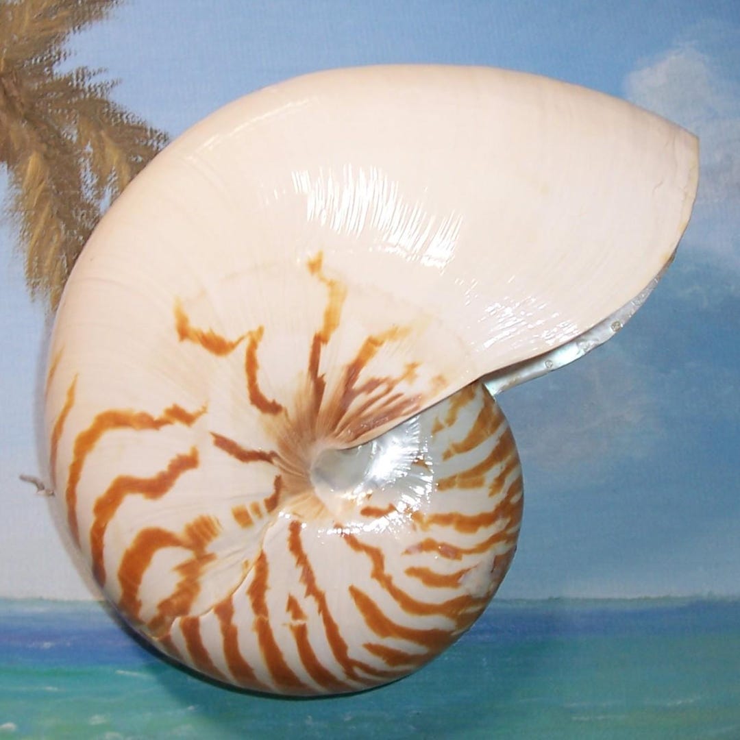 177.8mm Chambered NAUTILUS Pompilius Shell SEASHELL W/ Nice Color ...