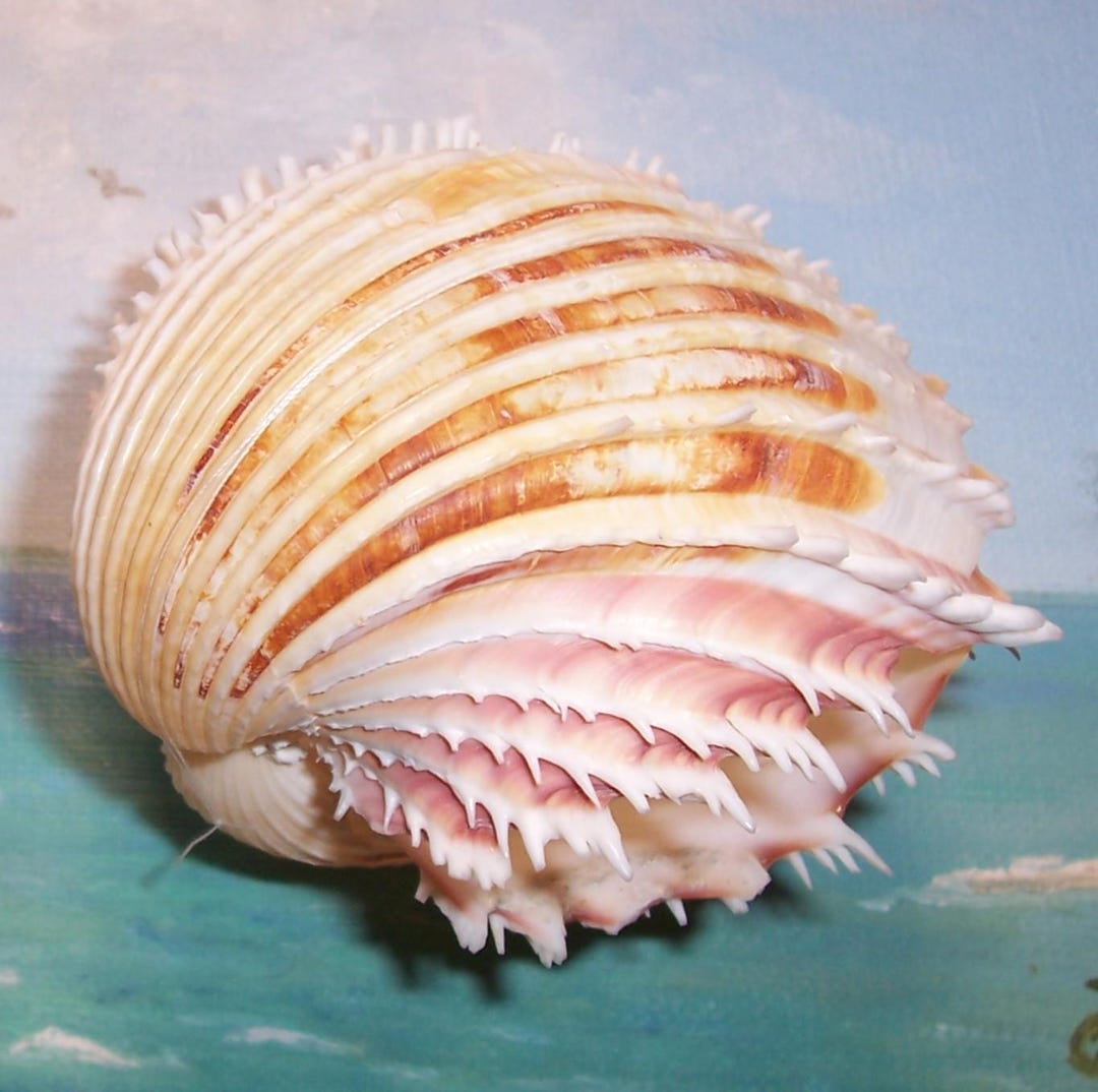 98.7 Matched Bivalve Cardium Costatum GREAT RIBBED COCKLE Shell ...
