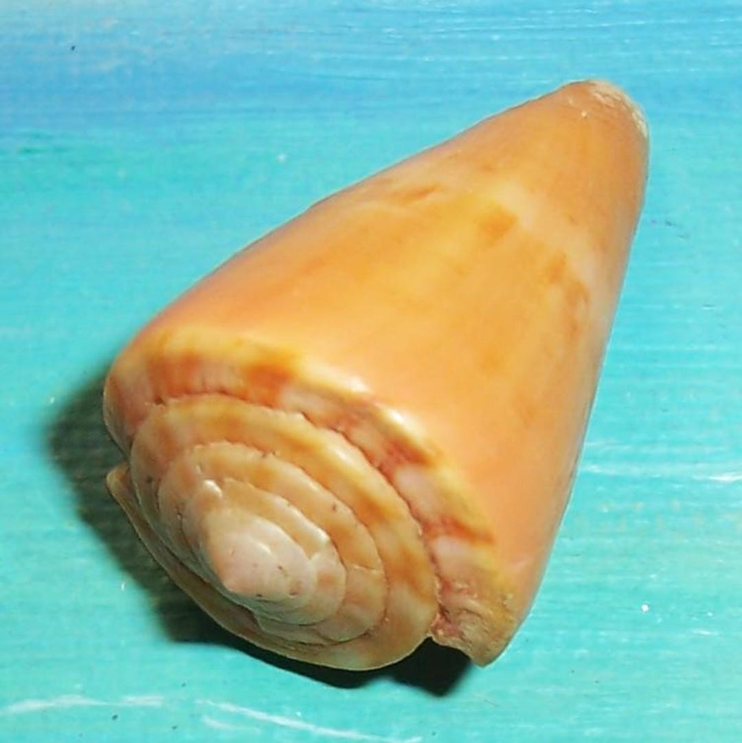 Specimen Grade 33.4mm Conus Daucus CARROT CONE Shell, SEASHELL - Etsy