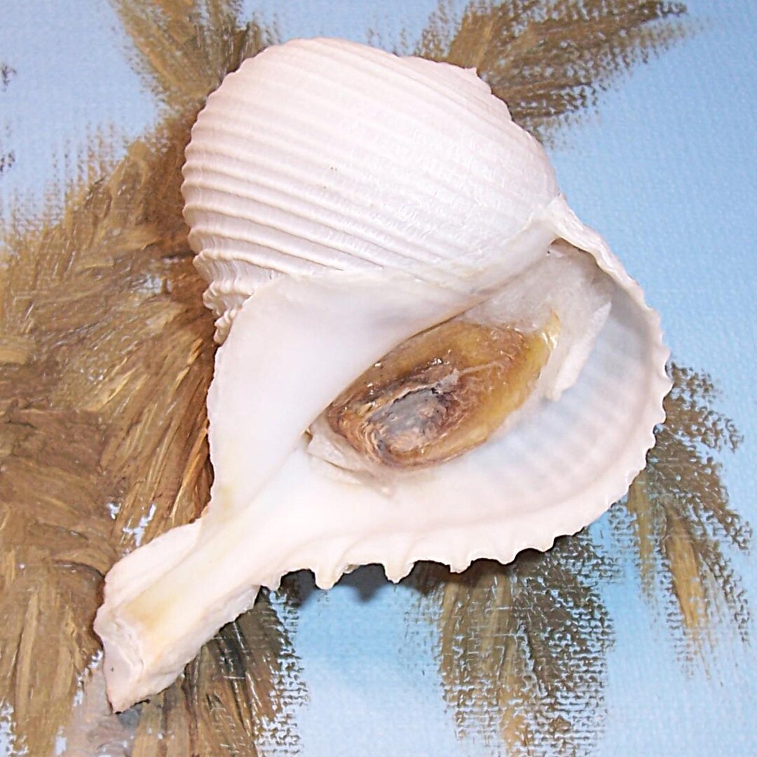 88.3mm Rapa Rapa BUBBLE TURNIP / Papery RAPA Seashell, Shell With ...