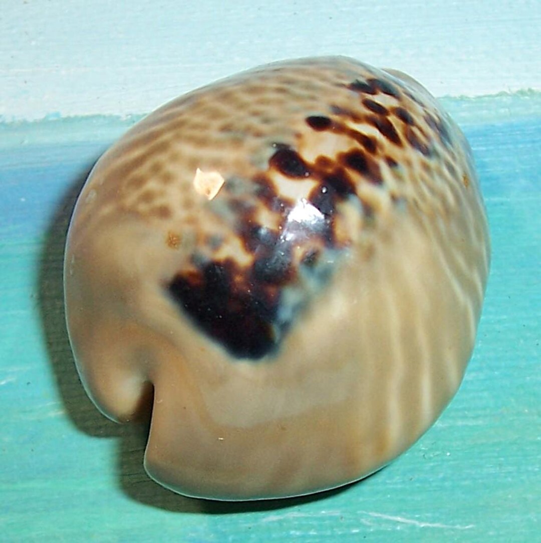 42.5mm Cypraea Mus MOUSE COWRY Shell, Seashell W/ Data From Venezuela ...
