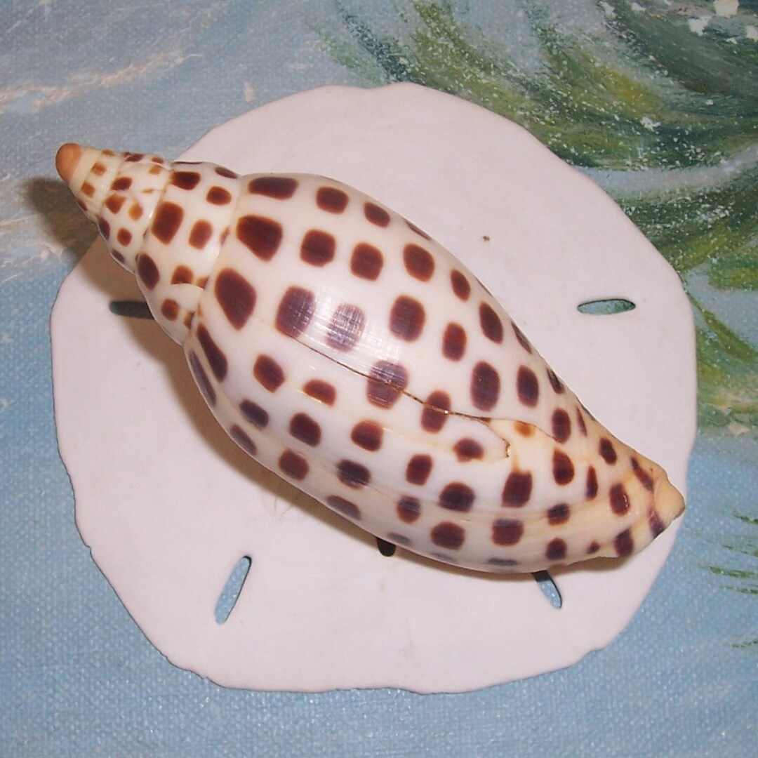85.5mm Rare FLORIDA Beach Found Scaphella JUNONIA Juno's VOLUTE ...
