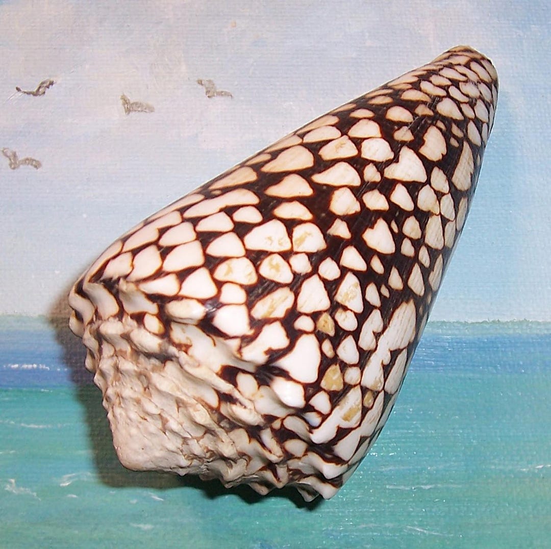 106.3mm Conus Bandanus BANDED CONE Seashell, Shell W/ Data - Etsy