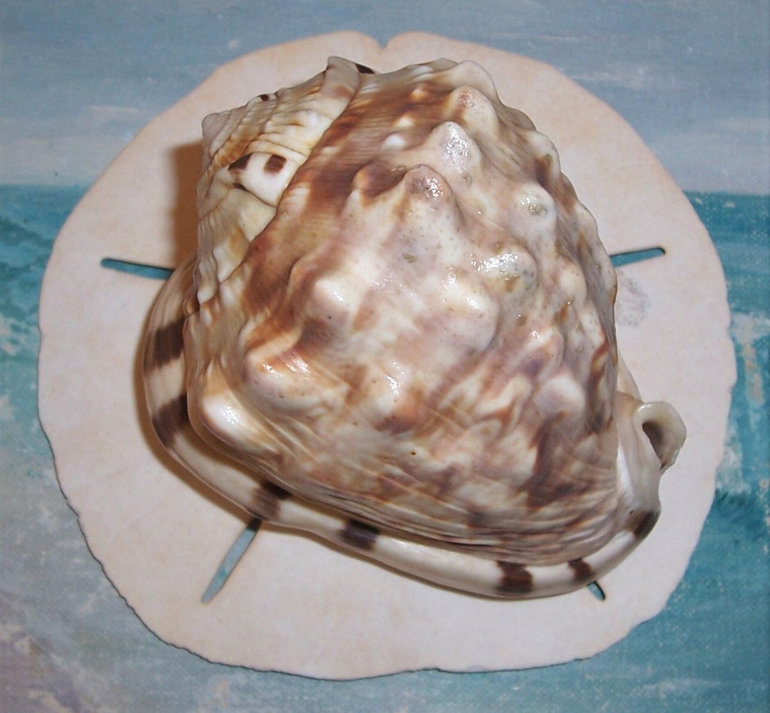 3.98 Bahamas BEACH Collected Cassis Flammea Flame, Princess HELMET ...