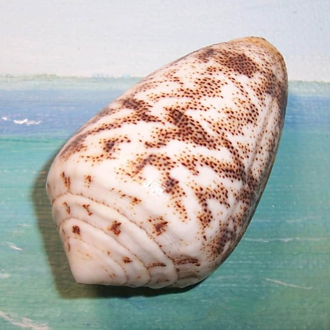 57.5mm Conus Arenatus SAND DUSTED CONE Seashell, Shell With Philippines ...