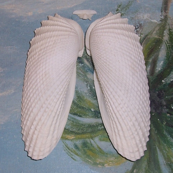 Seashell Angels - Etsy