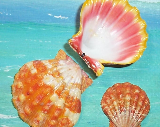 Matched Set 75.9mm PECTEN Maximus Pink Form Flat, GREAT, King Scallop ...