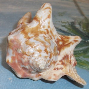Very Large 93.1mm Florida Keys Collected HAWK-WING CONCH Shell Shell ...