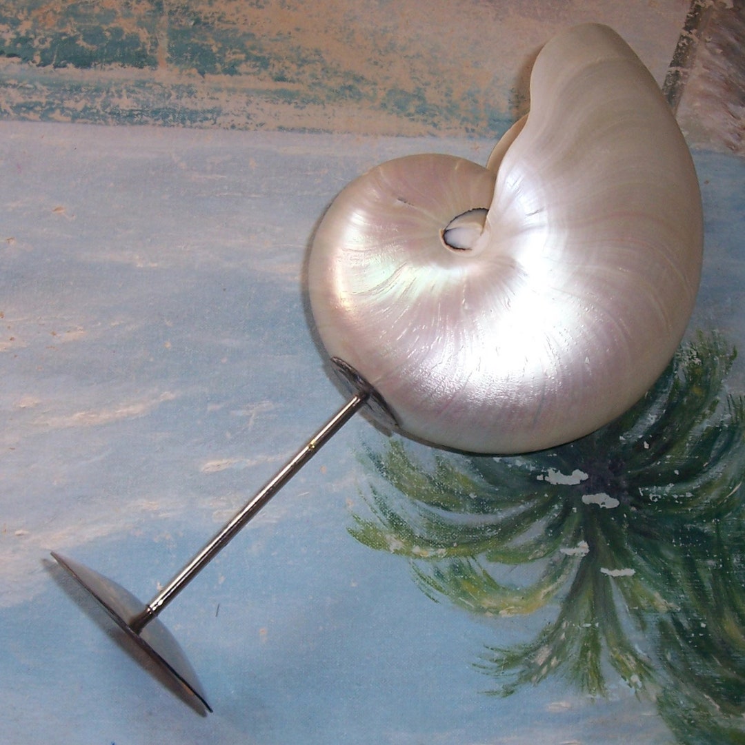 Large Vintage/antique Mother of PEARL Chambered NAUTILUS Pompilius ...