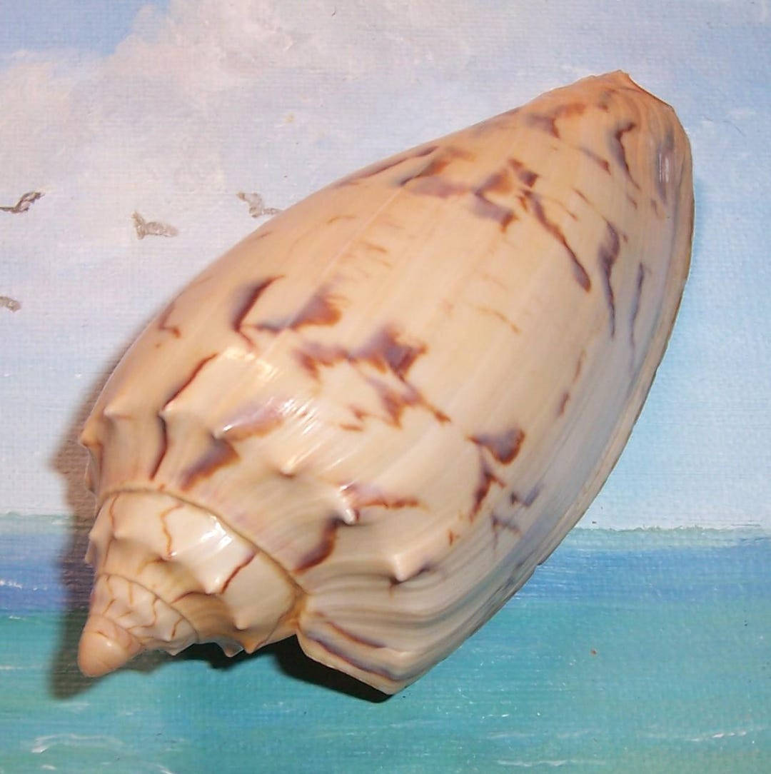 115.1mm Voluta Amoria Hunteri Hunter's MARBLED VOLUTE Seashell, Shell W/ Data - Etsy