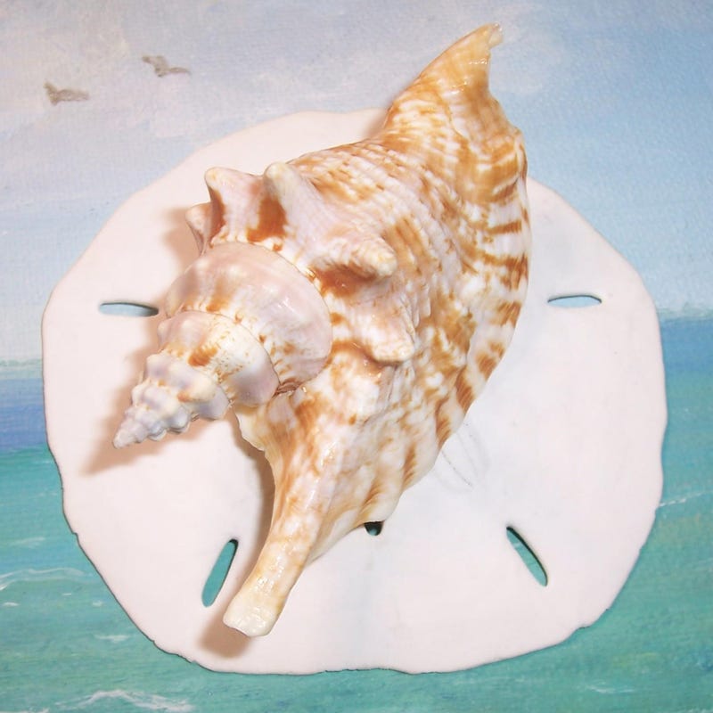 GulfSeaShells - Etsy