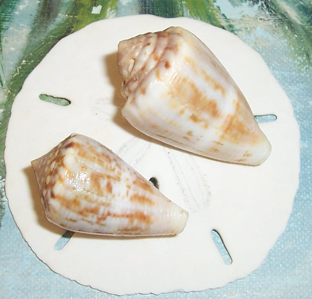 Set of 2 Florida Specimen Grade 38.2&32.3mm CONUS Mus Mouse Cone ...