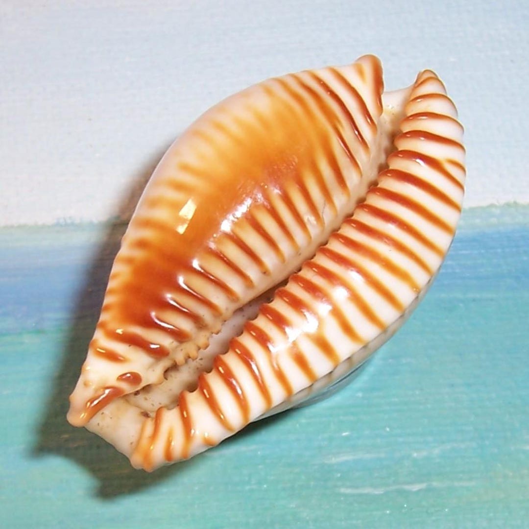 Rare 48.9mm Specimen Grade Cypraea Perisserosa Guttata GREAT Spotted ...