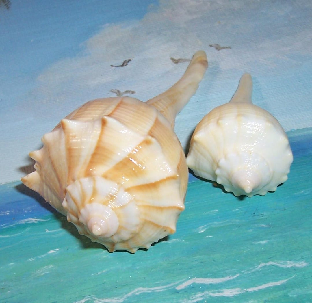 Set of Two 3.74" & 2.43" Florida Beach Found LIGHTNING Whelk SEASHELL W ...
