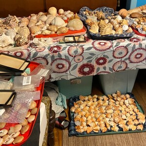 60.8mm Strombus Canarium DOG CONCH Shell, Seashell JB - Etsy