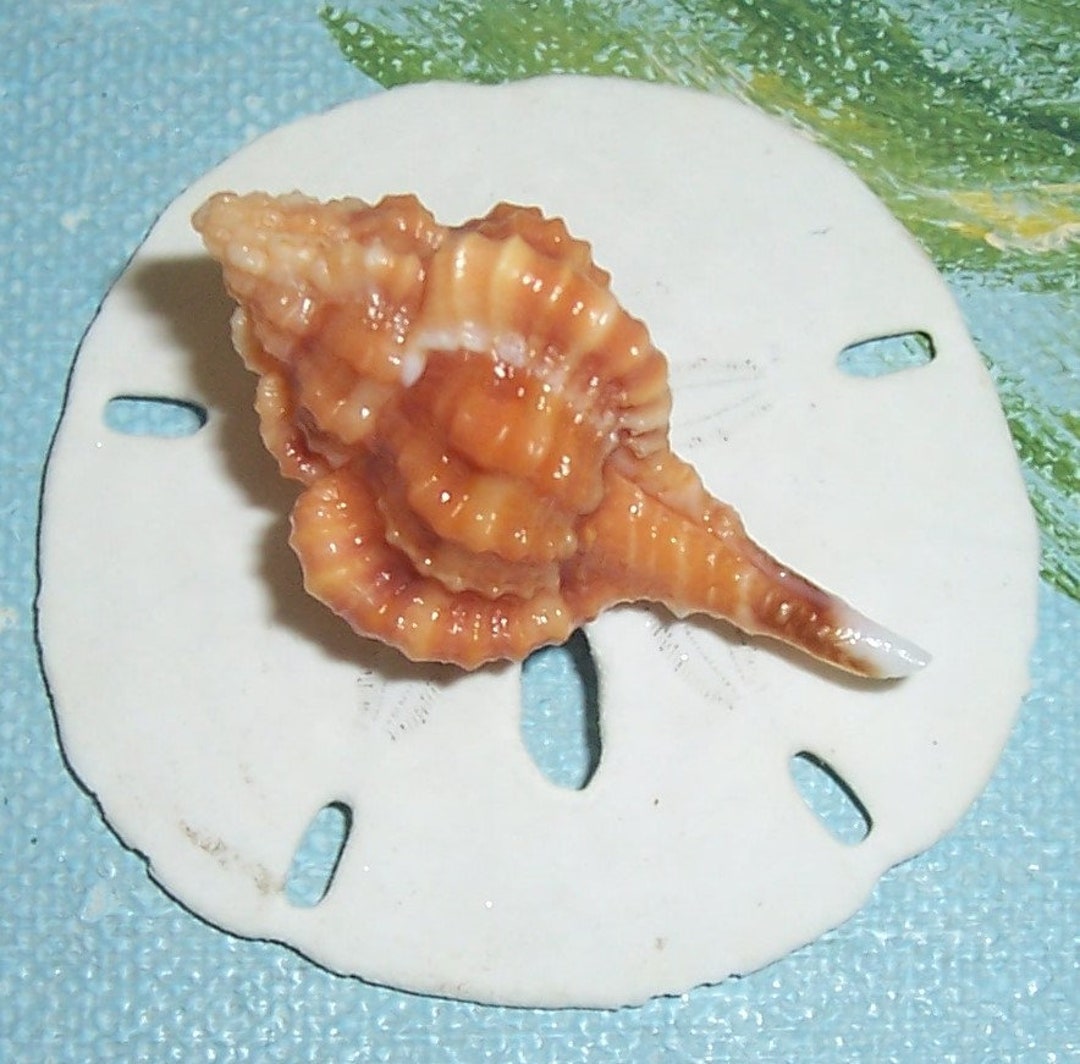 Beautiful 32.5mm FLORIDA 10K Islands Collected Rare Vokesimurex Rubidus ...