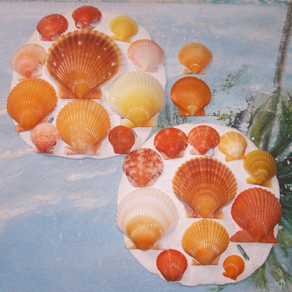Orange Seashells - Etsy