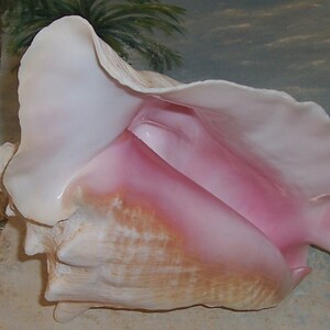 Large 10 1/2 Adult FLORIDA Keys BEACH Collected Strombus Gigas Queen ...