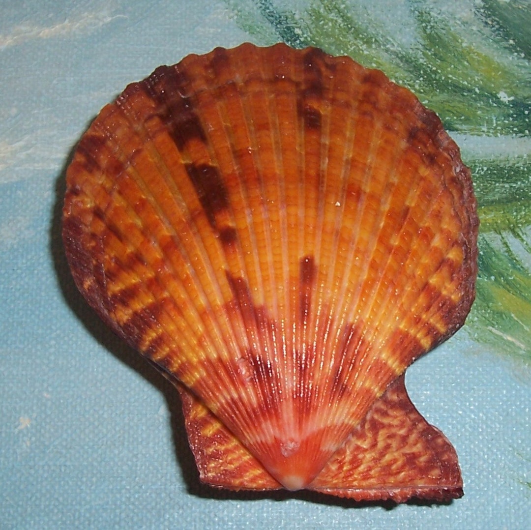 70.1mm Orange Matched Pair Pecten Mimachlamys Sanguinea SENATORIAL Sea ...