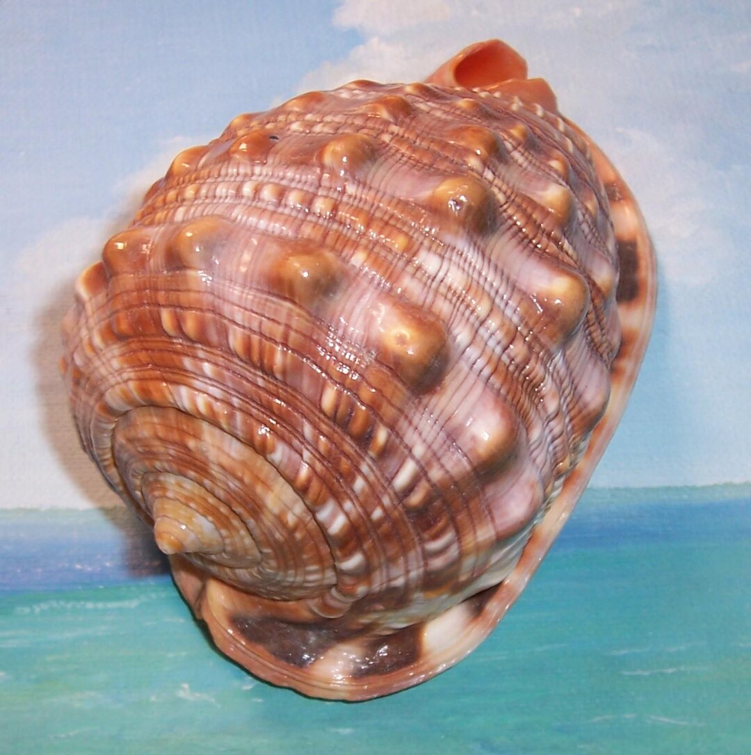 114.1mm Cypraecassis Rufa BULLMOUTH HELMET Shell, Seashell #2 - Etsy