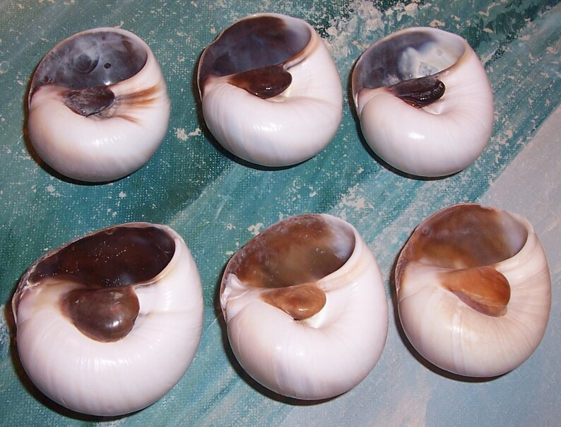 Lot/6 Large sized 2 Florida Gulf BEACH Collected Moon | Etsy