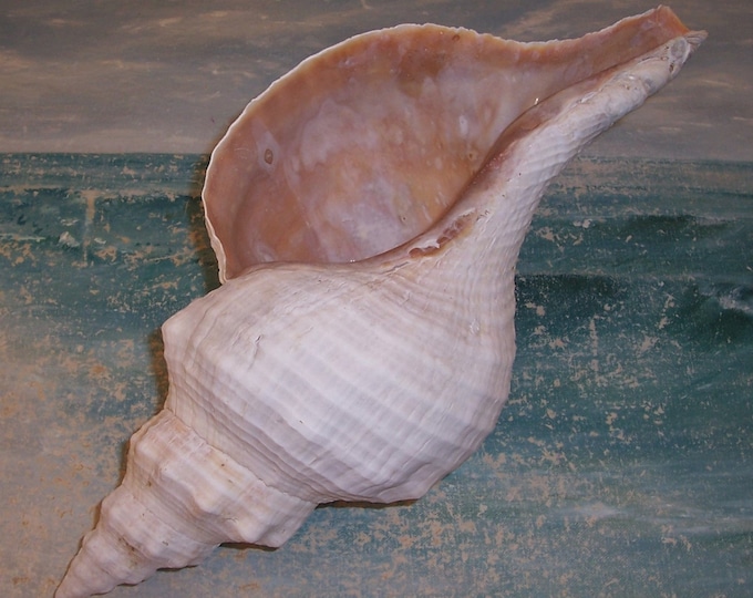 Large 13 1/4" FLORIDA Beach Found HORSE Conch Seashell...orange ...