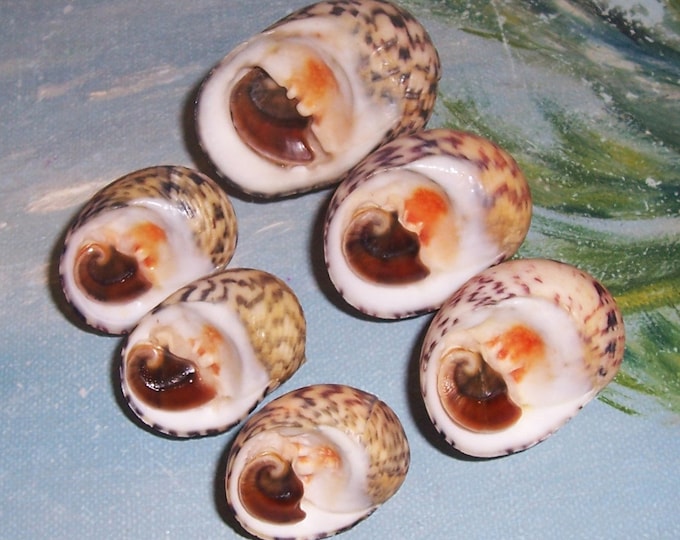 Set of Six 26.1-39.3mm Florida Keys Collected Nerita Peloronta BLEEDING ...