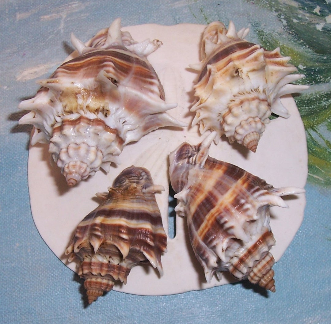 Set of 4 Super Spikey Florida Melongena Corona Kings CROWN CONCH Shell ...
