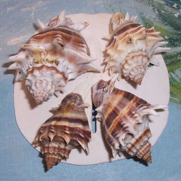Sea Shell Crown - Etsy