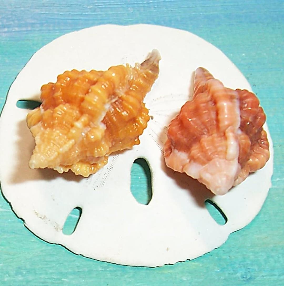 Set of Two 23.1& 28.9mm FLORIDA 10K Islands Collected Bright Orange/red ...