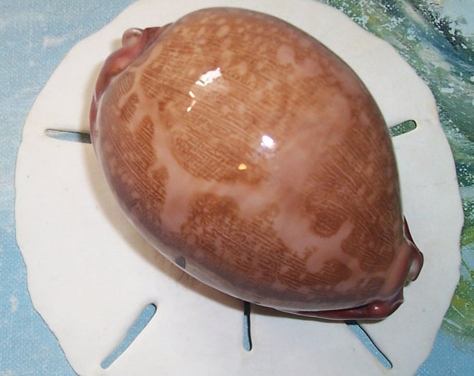 87.1mm CYPRAEA Leporicypraea Mappa Map COWRY Shell, Seashell #1 - Etsy