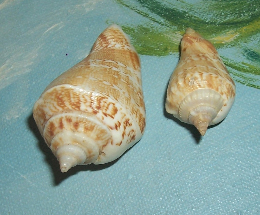 Set of Two 45.9&32.7mm Strombus Marginatus Robustus MARGINATE CONCH Shell, Seashell JB - Etsy