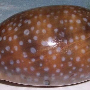 81.5mm Mexico Collected Cypraea Macrocypraea Cervinetta LITTLE Deer ...