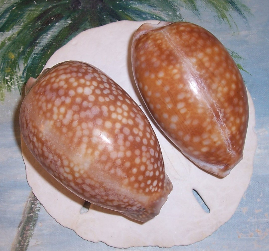 Set of 2 Puerto Rico BEACH Collected Atlantic Measled Cowry Shell ...