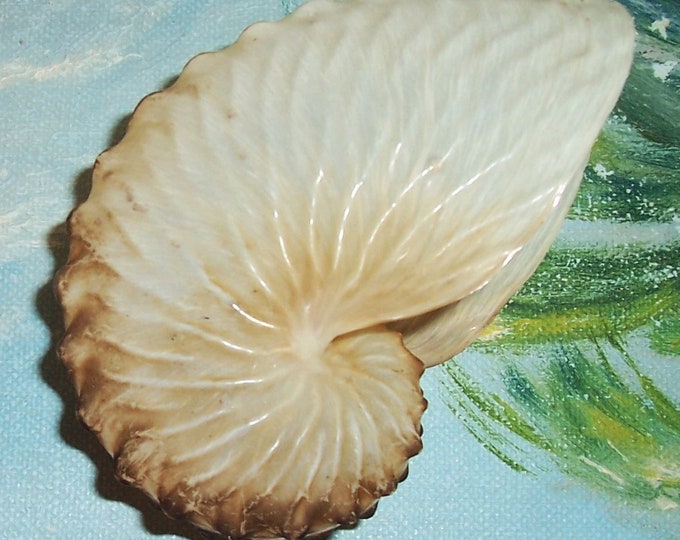 Large 80.8mm Argonauta Hians Brown PAPER NAUTILUS Winged Argonaut Shell ...