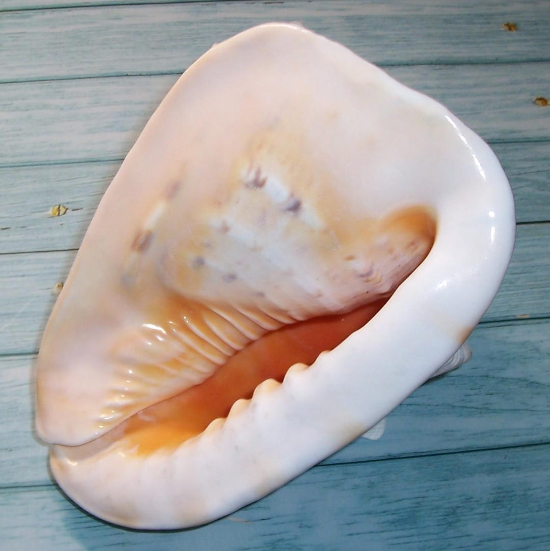 Large 9" Cassis Cornuta HORNED, Yellow, Giant HELMET Shell Seashell - Etsy